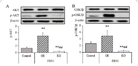Comparison Of Aktgsk3β Pathway Related Protein Expression Levels In