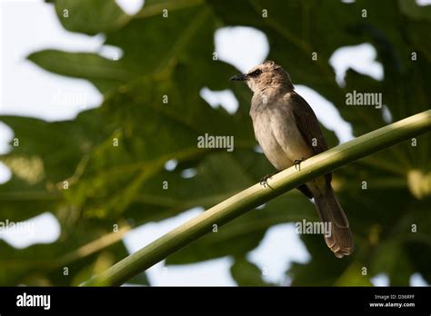 Yellow Vented Bulbul Pycnonotus Goiavier Analis In Bali Indonesia