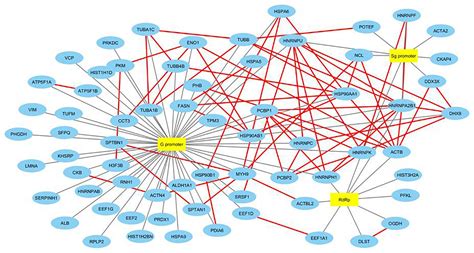 Frontiers Protein Interactions Network Of Hepatitis E Virus Rna And