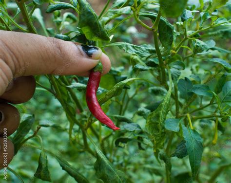 Plucking Fresh Red Chilly With Hand From Plants In The Farm Against