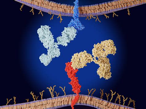 Immune Checkpoint Inhibitors Managing Ocular Side Effects Of Cancer Treatments Ophthalmology