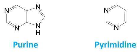 Purine Structure Vs Pyrimidine Structure Solved The Structure Below