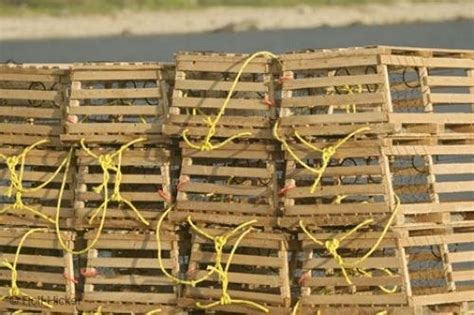 Traps Photo Information
