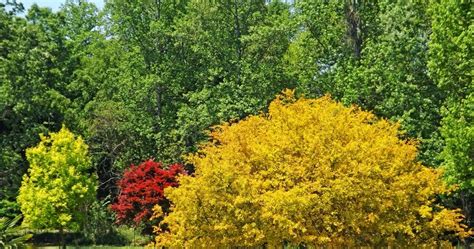 Mariettes Back To Basics 1111 Our Golden Live Oak Quercus