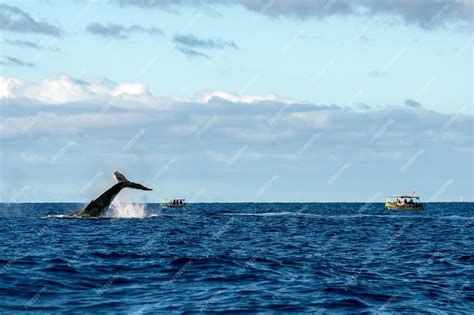Premium Photo Humpback Whale Slapping Tail In Moorea French Polynesia