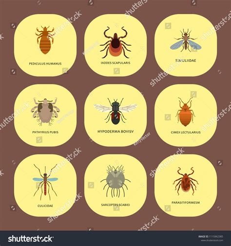 Human Skin Parasites Vector Housing Pests Stock Vector Royalty Free