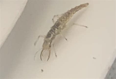 Exposing The Truth Can Aphids Bite Humans