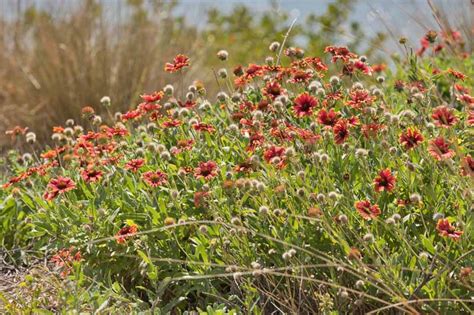 Florida Native Weeds
