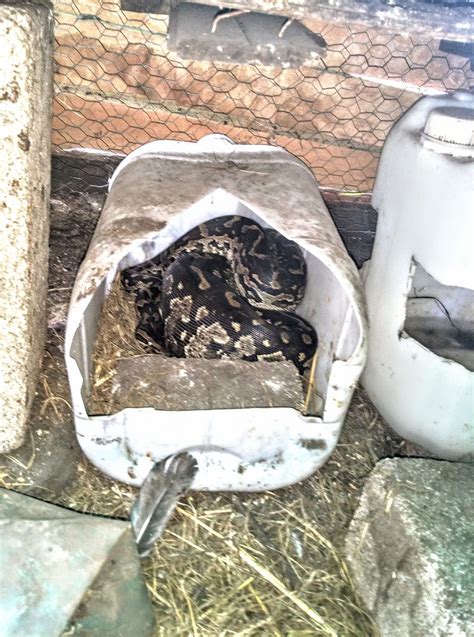 Pics Python Munching On Chicken For Lunch Removed From Pen On South Coast