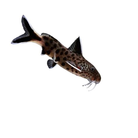 Synodontis Catfish Synodontis Catfish Sale Tropical Fish