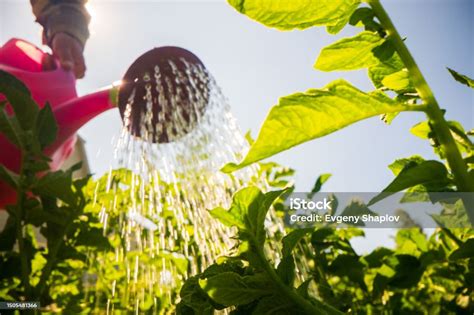 물을 깎아 내릴 수있는 여름 더위에 농장에서 채소 식물에 물을주는 것은 클로즈업입니다 정원 가꾸기 개념입니다 침대 줄에서 자라는