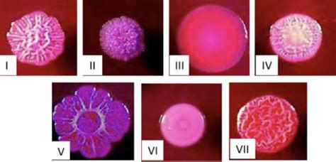 Burkholderia Spp Flashcards Quizlet