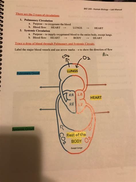 Solved Bio 103 Human Biology Lab Manual Label The Parts