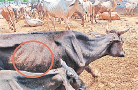 लम्पी स्किन बीमारी से पशु पालकों में दहशत विभाग ने जारी की एडवाइजरी