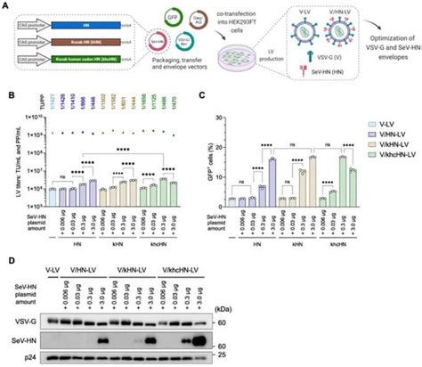 Viruses Free Full Text The Dual Pseudotyped Lentiviral Vector With Vsv G And Sendai Virus Hn