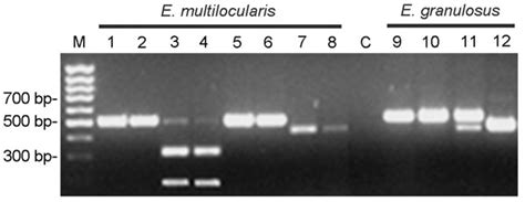 Figure Echinococcus Multilocularis In Estonia Volume 11 Number 12—december 2005 Emerging