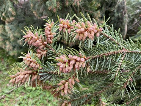 Борови връхчета Искра бг Iskra Bg Wp Content Uploads 2025 09 Logo 2625 2 Scaled Png