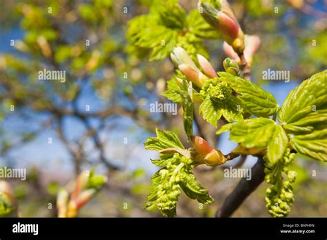 Buds And Leaves Emerging From A Sycamore Tree In Spring In Ambleside Uk
