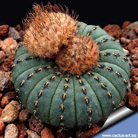 Ariocarpus Bravoanus 10 Seeds False Peyote Living Rock Cactus