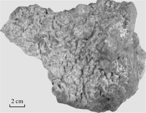Cavernous Surface Of The Femn Crust Sample So 178 80 2 3 Download