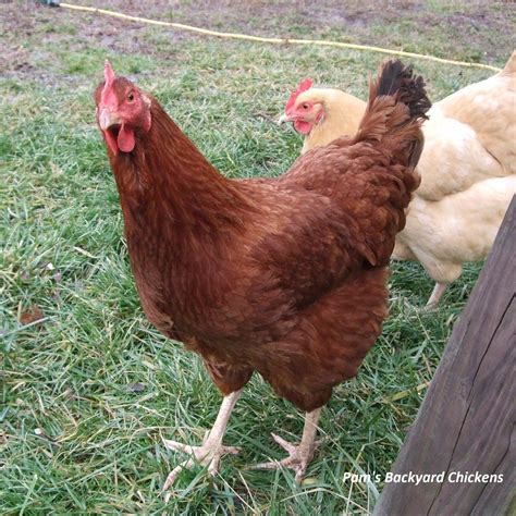 Pams Backyard Chickens New Hampshire Chicken Breed Spotlight