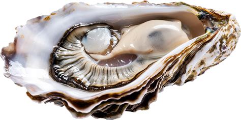 Close Up Of An Opened Seashell 46651757 Png