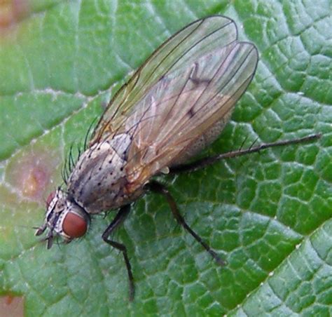 Anthomyiid Fly Life And Opinions Life And Opinions