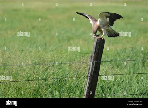 Swainson S Hawk With A Pocket Gopher It Caught In A Field In Oregon S