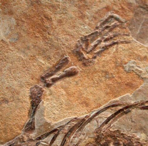 Cretaceous Aquatic Reptile Fossil Choristodera
