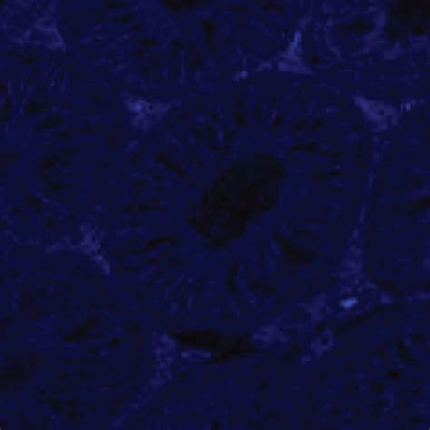 Effects Of Topically Injected Nitrite And Nitrate On 3 Nitrotyrosine