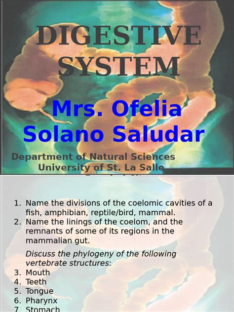 Vertebrate Digestive System Pdf Tooth Gastrointestinal Tract