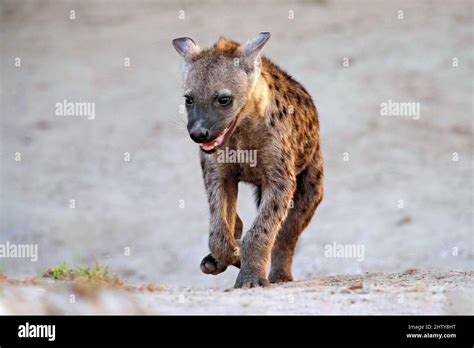 Young Hyena Pup Evening Sunset Light Hyena Detail Portrait Spotted