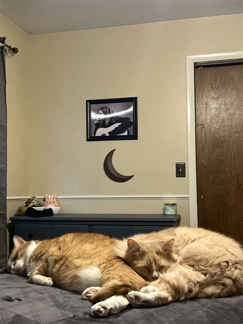 My Two Ginger Bois 🧡 Daze And Simon R Gingercats