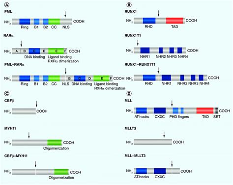 The Protein Structure Of The Most Common Acute Myeloid Download Scientific Diagram