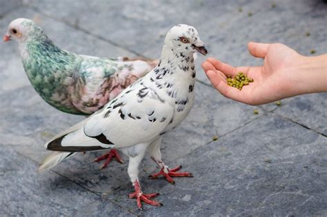 De Qué Se Alimentan Las Palomas ¡conócelo Aquí