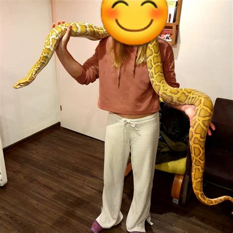 Dunkler Tigerpython Reptalede