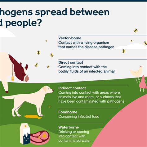 Can Dog Viruses Be Spread To Humans