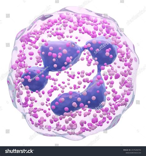 뉴트로필 Pmnpolymorphonuclear 투명한 세포와 다국적 세포와 스톡 일러스트 2175242751 Shutterstock 뉴트로필 Pmnpolymorphonuclear 투명한 세포와 다국적 세포와 스톡 일러스트 2175242751 Shutterstock