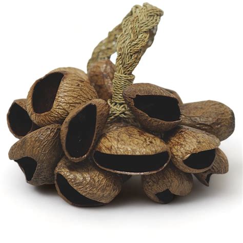 Buy Gmp Pangi Seed Shell Shaker Nutshell Percussion Sound Effect Comes With Rope Handle Bamboo