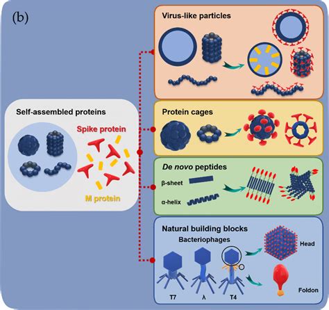 General Structure Of A Pathogen And Construction Of Subunit Vaccines Download Scientific