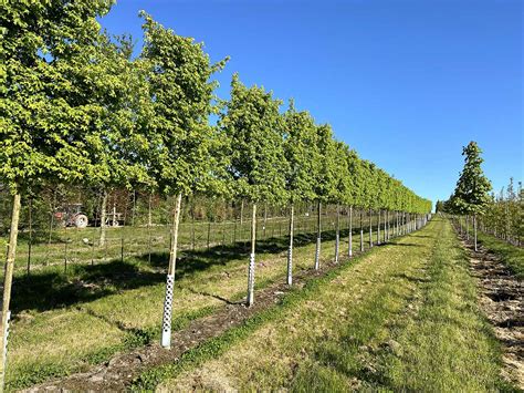 Acer Campestre Elsrijk Pleached Field Maple Nangle And Niesen Wholesale Tree Nursery Cork