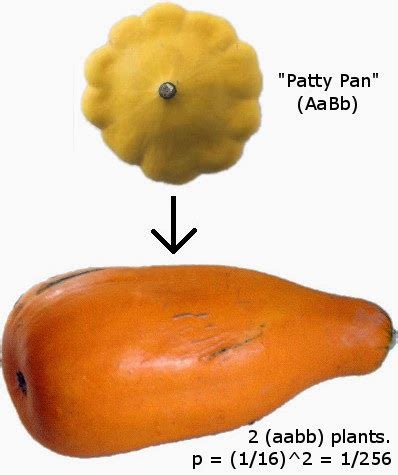 The First Model For This Cross Is That The Pollen Came From A Male Flower On The Same Plant