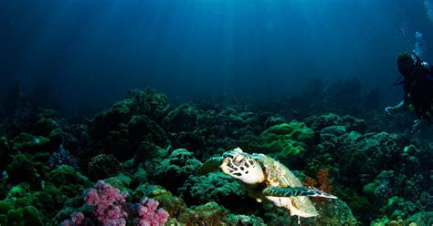 Mysteries Of The Deep Unexplored Underwater Worlds