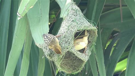 Free Birds Nest Making Videos Download