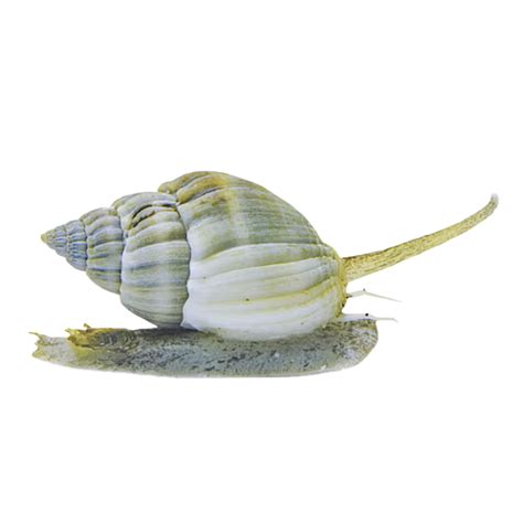 Nassarius Snail Candy Corals