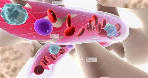 Premium Photo The Major Function Of Bone Marrow Is To Produce Blood Cells