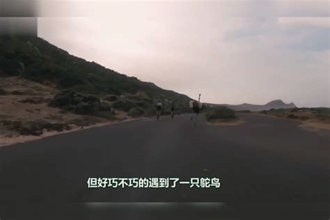 鸵鸟对专业自行车手穷追不舍上演生死时速镜头记录了全过程