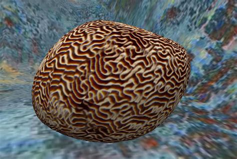 Second Life Marketplace Brain Coral Faviidae
