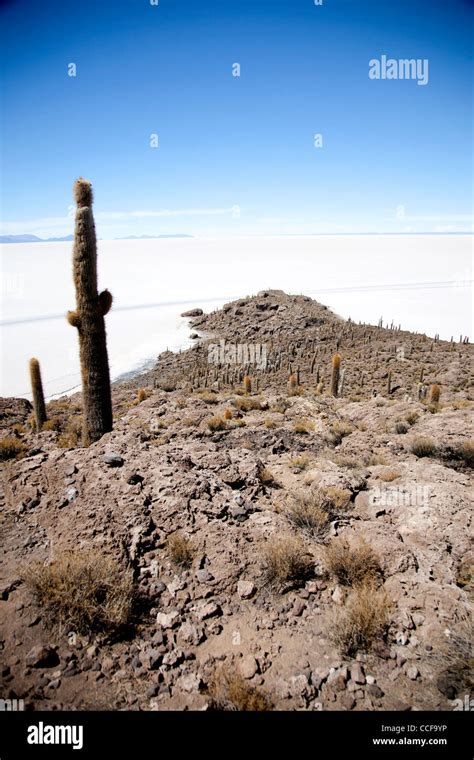Incahuasi Island Or The Island Of The Cacti In Bolivias Salar De
