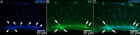 Double Immunofluorescence Staining Of The Large Intestine A G